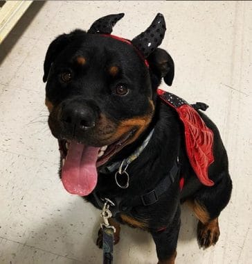 14 Funny Halloween Costumes for Rottweilers - PetPress
