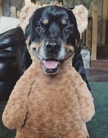 14 Funny Halloween Costumes for Rottweilers - Page 2 of 3 - PetPress