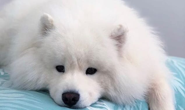 14 Interesting Facts About the Samoyed - PetPress