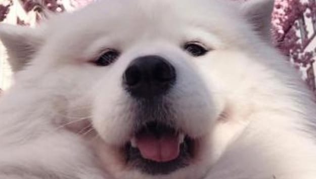 14 Fascinating Facts About Samoyeds - PetPress