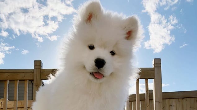 14 Wonderful Reasons to Love Samoyed Dogs - PetPress