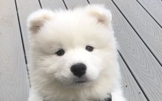 14 Pics Proving That Samoyed is a Smiley Dog - PetPress