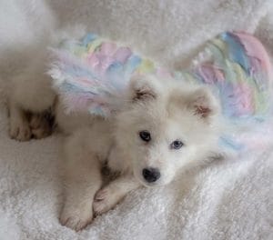 15 Best Halloween Costumes For Your Samoyed 2019 - PetPress