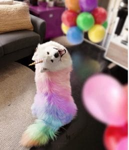 15 Best Halloween Costumes For Your Samoyed 2019 - PetPress