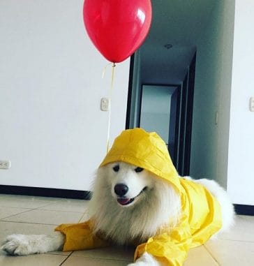 15 Best Halloween Costumes For Your Samoyed 2019 - PetPress