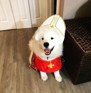 15 Best Halloween Costumes For Your Samoyed 2019 - PetPress