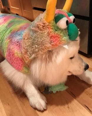 15 Best Halloween Costumes For Your Samoyed 2019 - PetPress