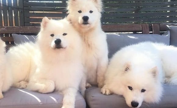 15 Facts All Samoyed Owners Should Know - PetPress