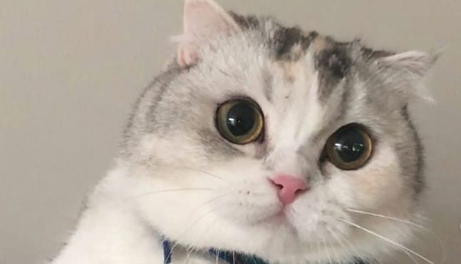 14 Things to Know About Scottish Folds - PetPress
