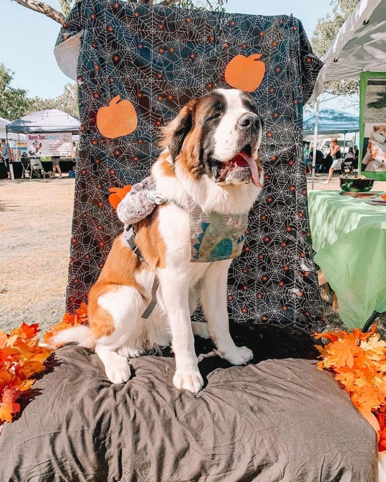 14 Huge Facts About Massive Saint Bernards - Page 3 of 4 - PetPress