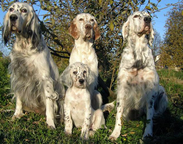 14 Amazing Facts About The English Setter - PetPress