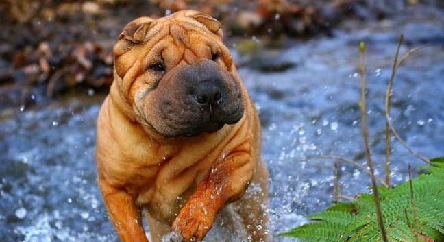 14 Adorable Facts About The Shar-Pei - PetPress