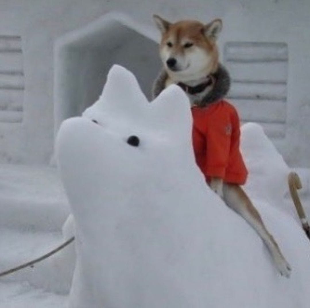 18 Hilarious Pictures Of Shiba Inu That Will Brighten Your Day - PetPress