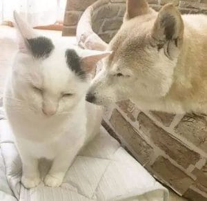 14 Photos Proving That Shiba Inu is The Most Faithful Friend - PetPress