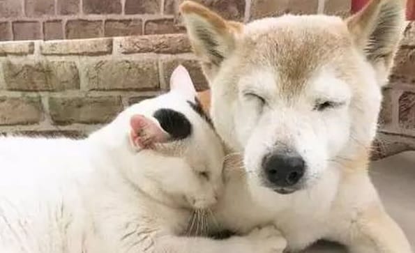 14 Photos Proving That Shiba Inu is The Most Faithful Friend - PetPress