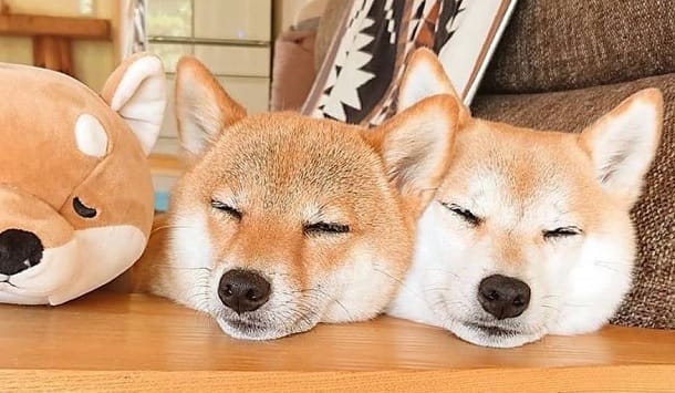 15 Pictures Of Shiba Inu That Can Cheer You Up - PetPress