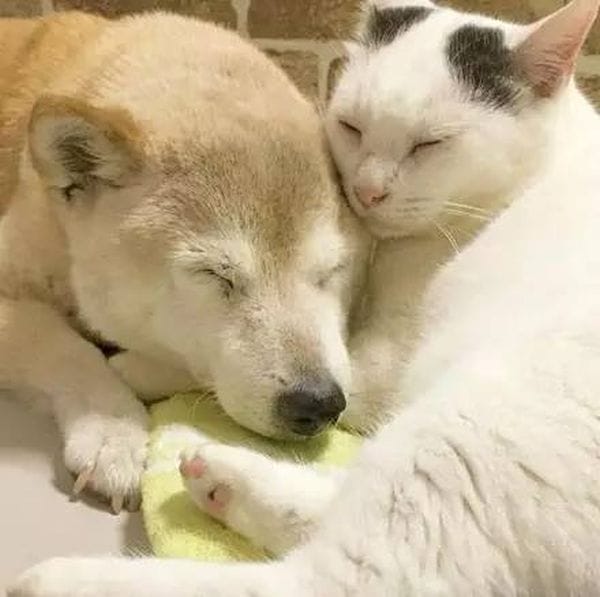 14 Photos Proving That Shiba Inu is The Most Faithful Friend - PetPress