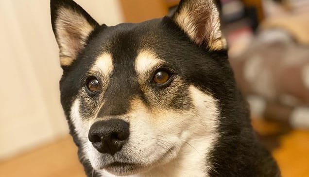 15 Surprising Facts That Shiba Inu People Need You to Know - PetPress