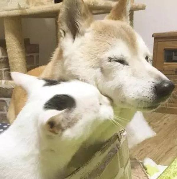 14 Photos Proving That Shiba Inu is The Most Faithful Friend - PetPress