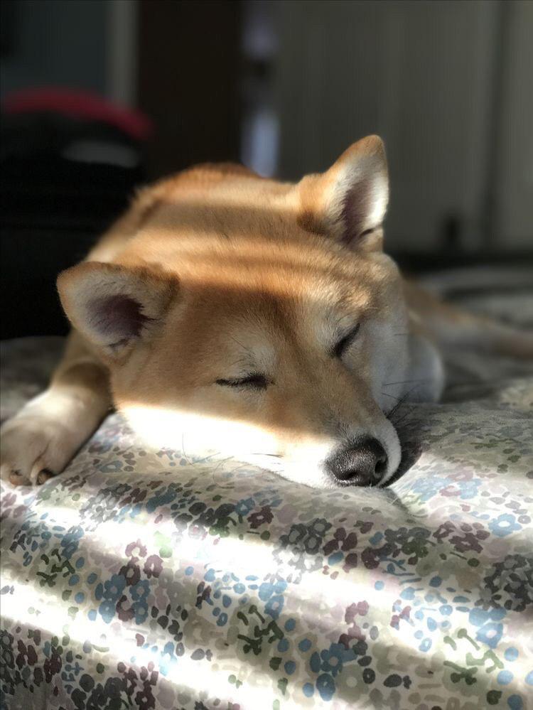 14 Shiba Inu Who Are Just Trying To Take A Nap - PetPress