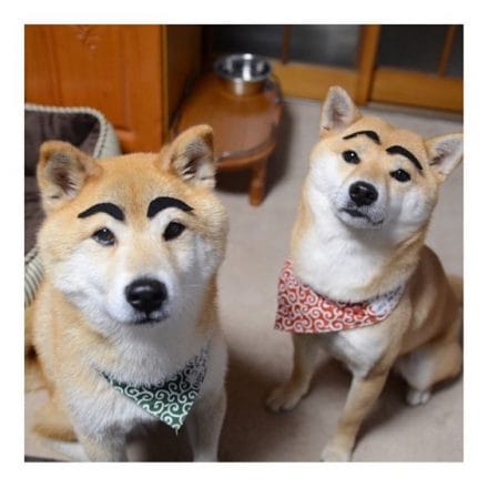 15 Things Shiba Inu Loves To Do - PetPress