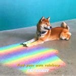 15 Best Shiba Inu Memes - PetPress
