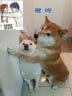 15 Best Shiba Inu Memes - PetPress