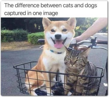 15 Best Shiba Inu Memes - Page 2 of 3 - PetPress