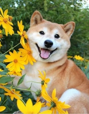 15 Cute Shiba Inu Photos To Brighten Your Day - PetPress