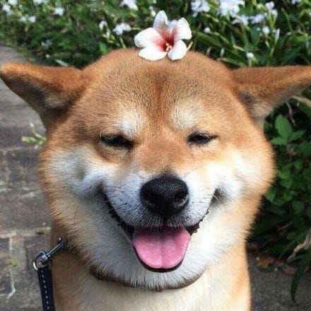 15 Cute Shiba Inu Photos To Brighten Your Day - PetPress