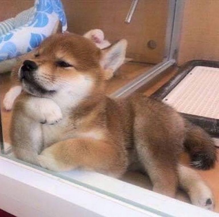 18 Hilarious Pictures Of Shiba Inu That Will Brighten Your Day - Page 2 ...