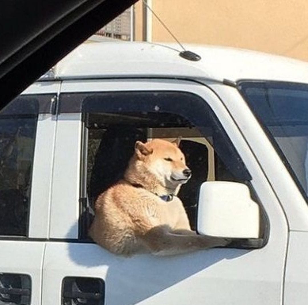 18 Hilarious Pictures Of Shiba Inu That Will Brighten Your Day - PetPress
