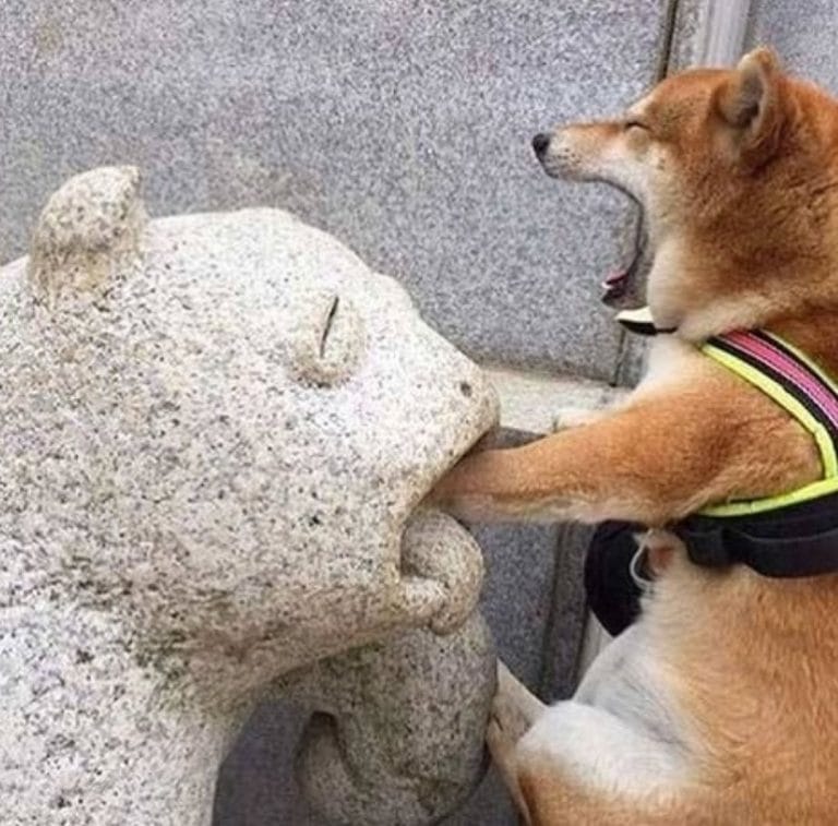 18 Hilarious Pictures Of Shiba Inu That Will Brighten Your Day - PetPress
