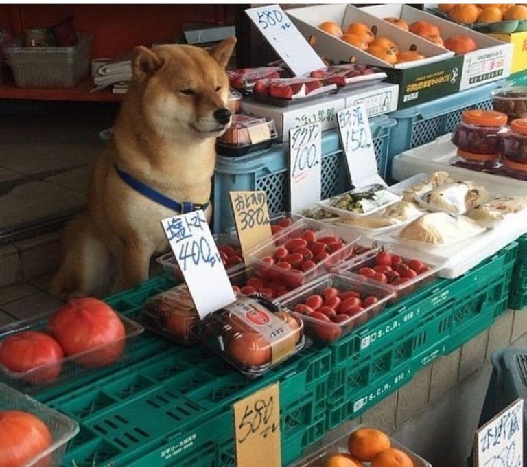 15 Pictures Of Shiba Inu That Can Cheer You Up - PetPress