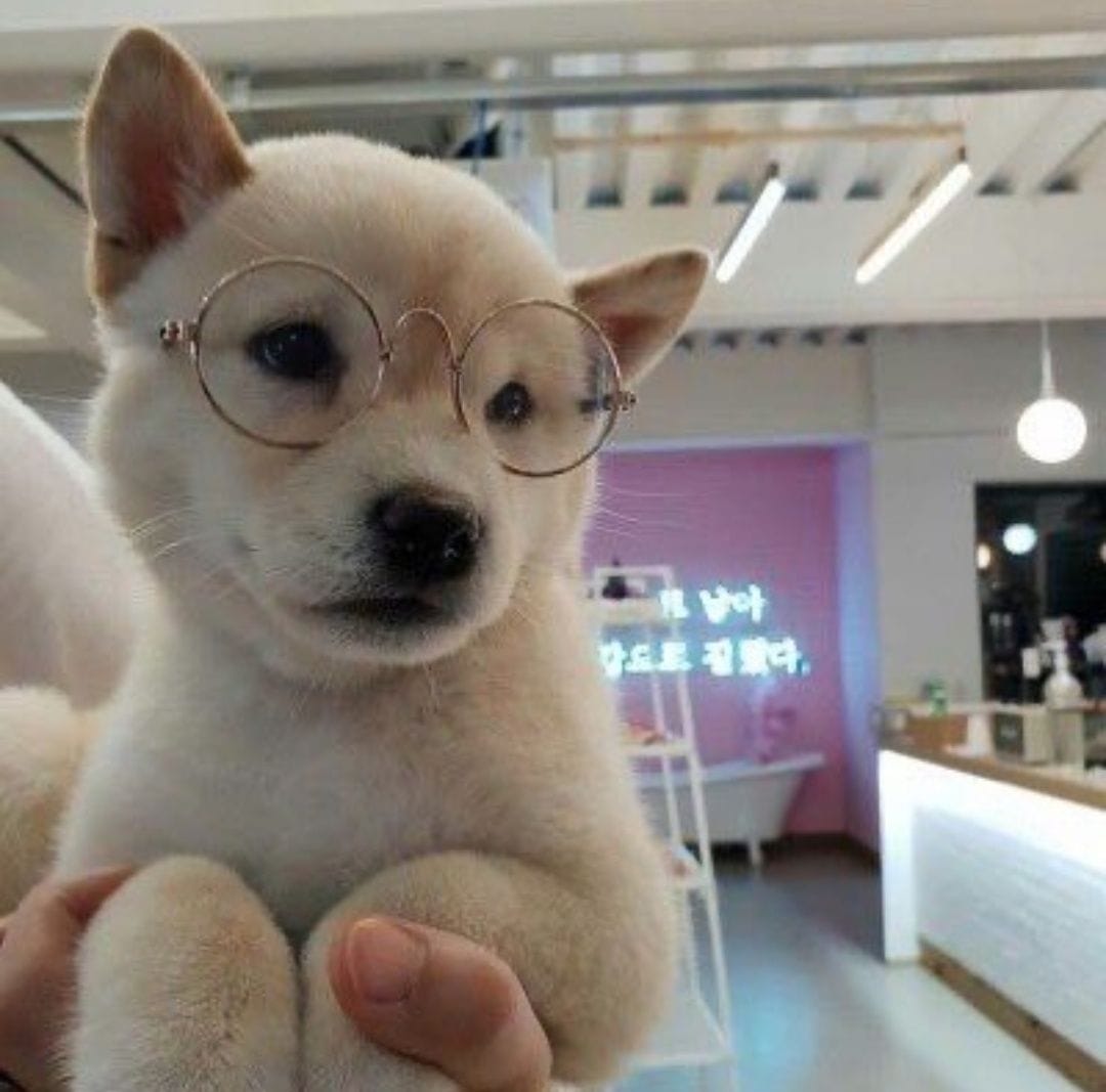 18 Hilarious Pictures Of Shiba Inu That Will Brighten Your Day - PetPress