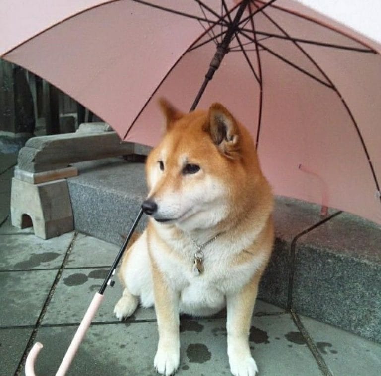18 Hilarious Pictures Of Shiba Inu That Will Brighten Your Day - PetPress