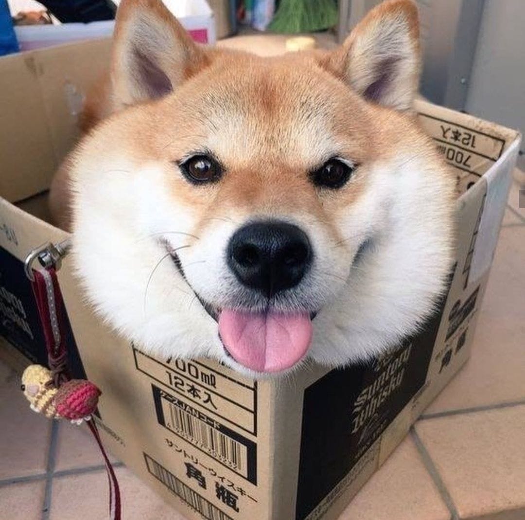 18 Hilarious Pictures Of Shiba Inu That Will Brighten Your Day - Page 2 ...
