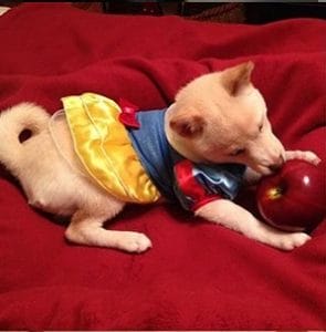 14 Funny Shiba Inu Costumes to Win at Halloween - PetPress