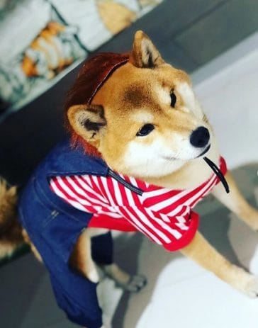14 Funny Shiba Inu Costumes to Win at Halloween - PetPress