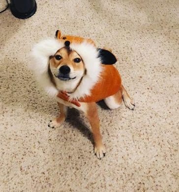 14 Funny Shiba Inu Costumes to Win at Halloween - Page 2 of 3 - PetPress