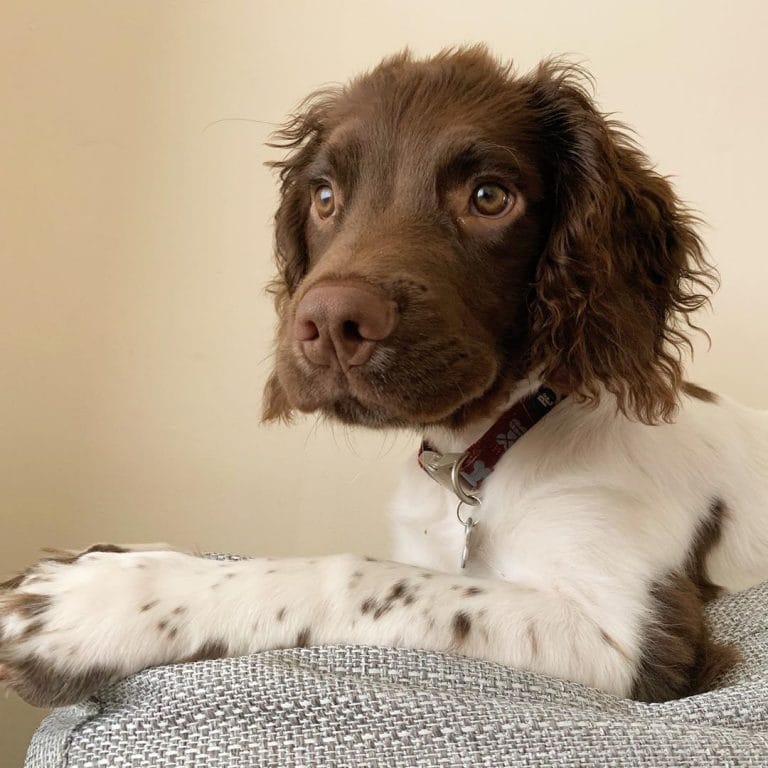 14 Interesting Facts You May Not Know About English Springer Spaniels ...