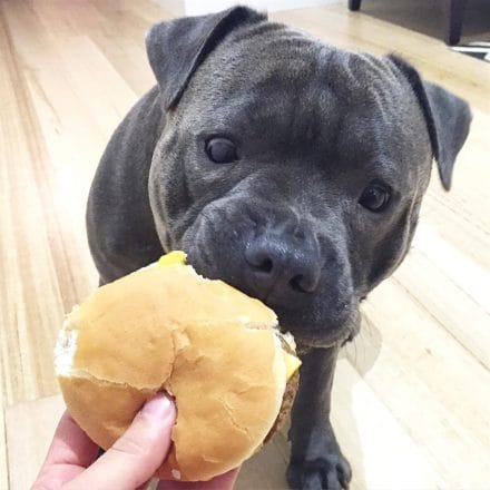 14 Bright Reasons To Adore Staffordshire Bull Terriers - Page 2 of 4 ...