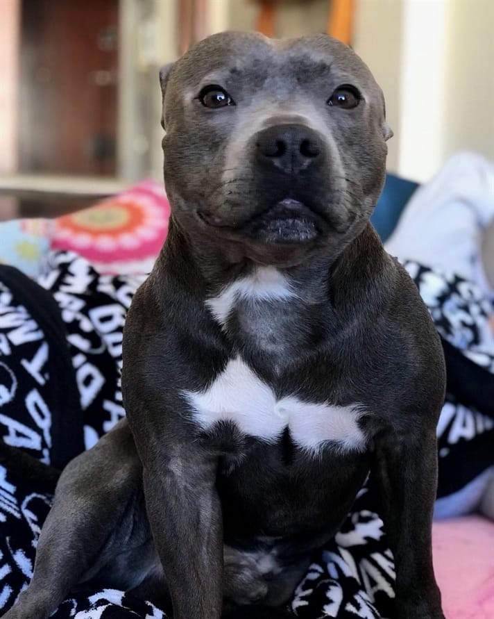 14 Bright Reasons To Adore Staffordshire Bull Terriers - PetPress