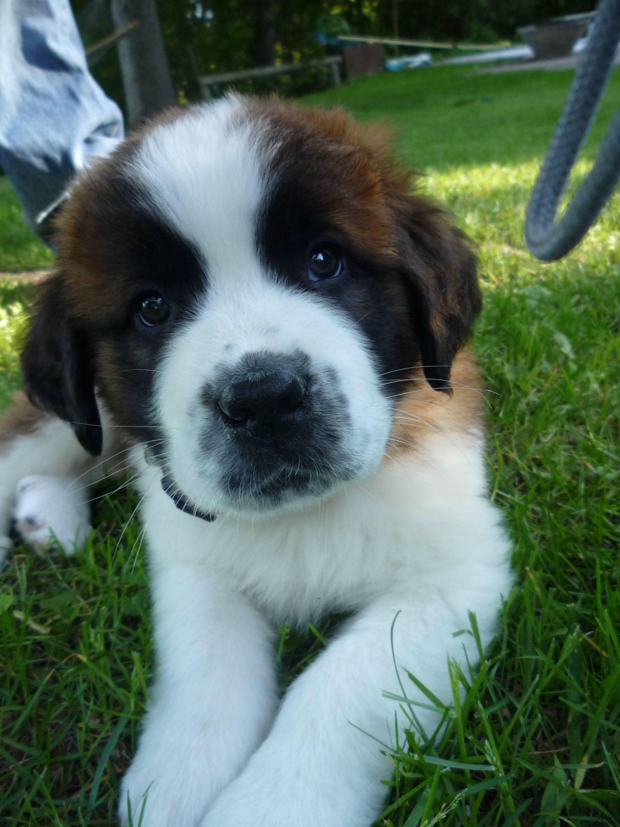 14 Fluffy St Bernards Who Will Instantly Fill Your Cold Heart With Joy ...