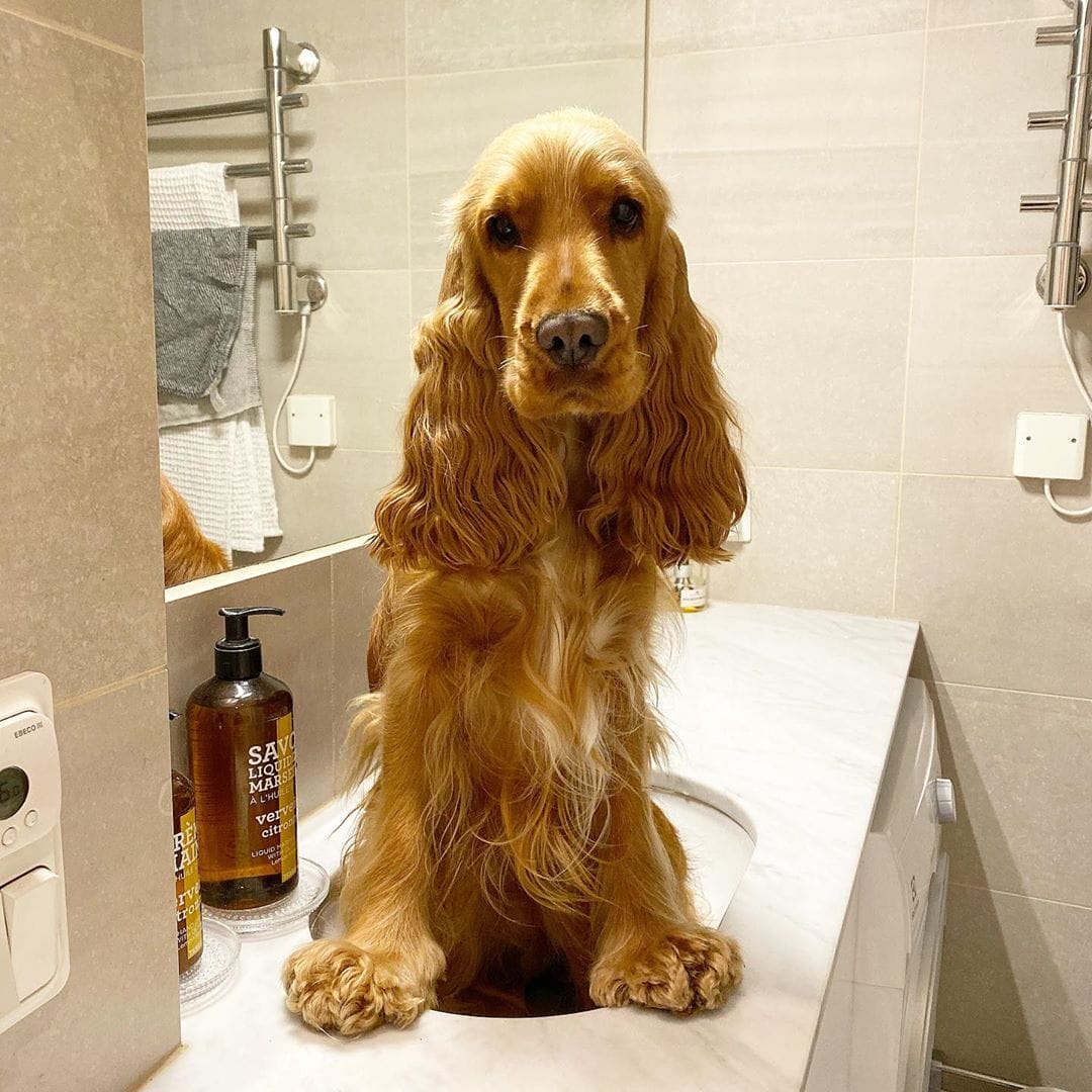 14 Delightful Reasons to Love Cocker Spaniels - PetPress