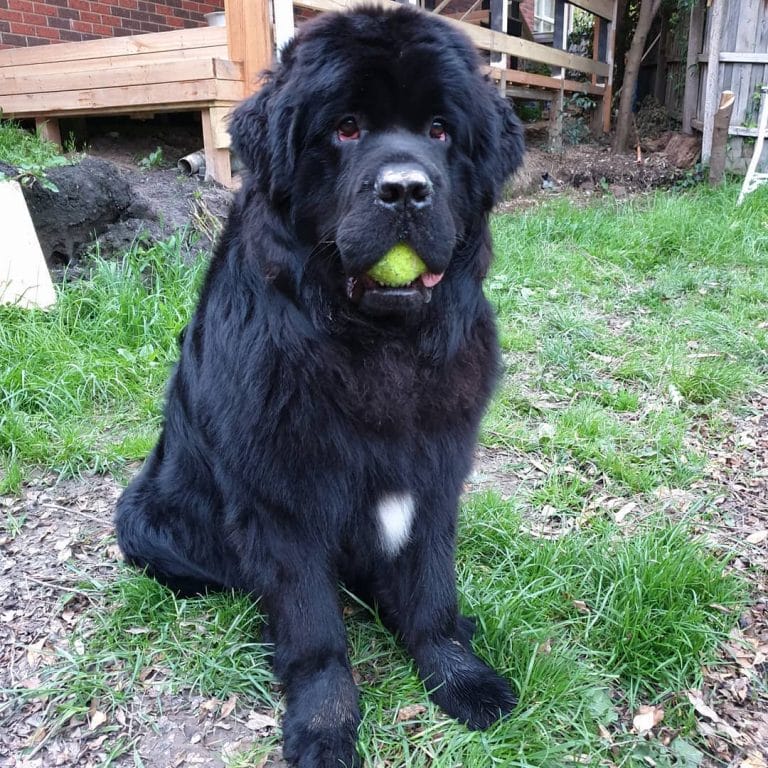 14 Perfect Facts About Massive Newfoundland Dogs - PetPress