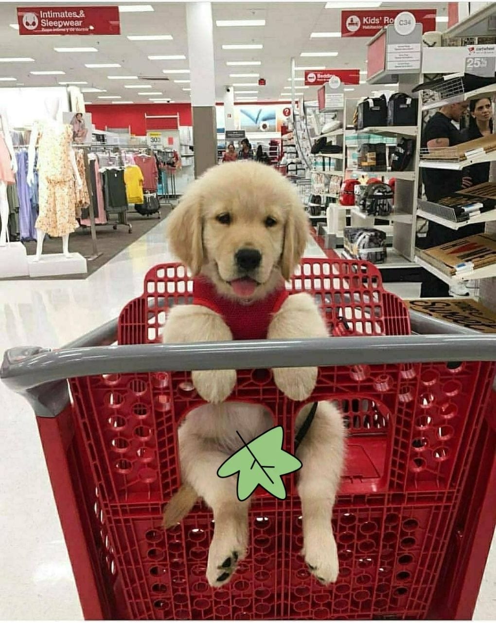 14 Funny Pictures Of Golden Retrievers To Make You Laugh - PetPress