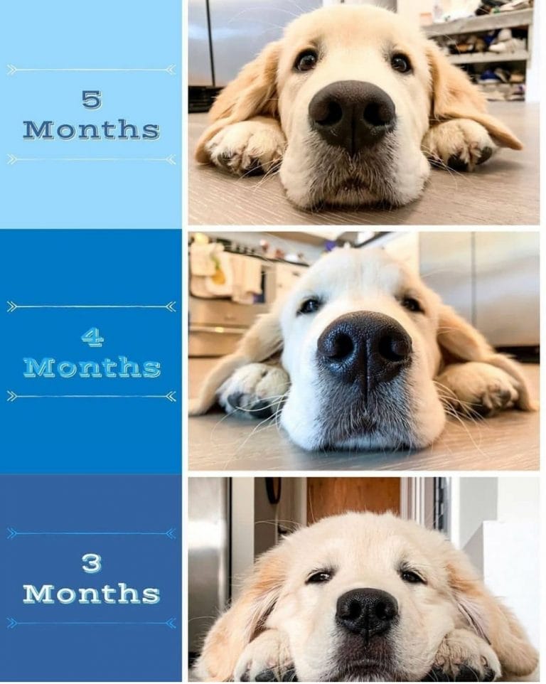 14 Funny Pictures Of Golden Retrievers To Make You Laugh - PetPress