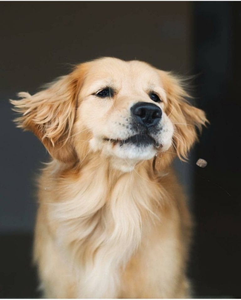 14 Hilarious Golden Retrievers That Will Brighten Your Day - PetPress