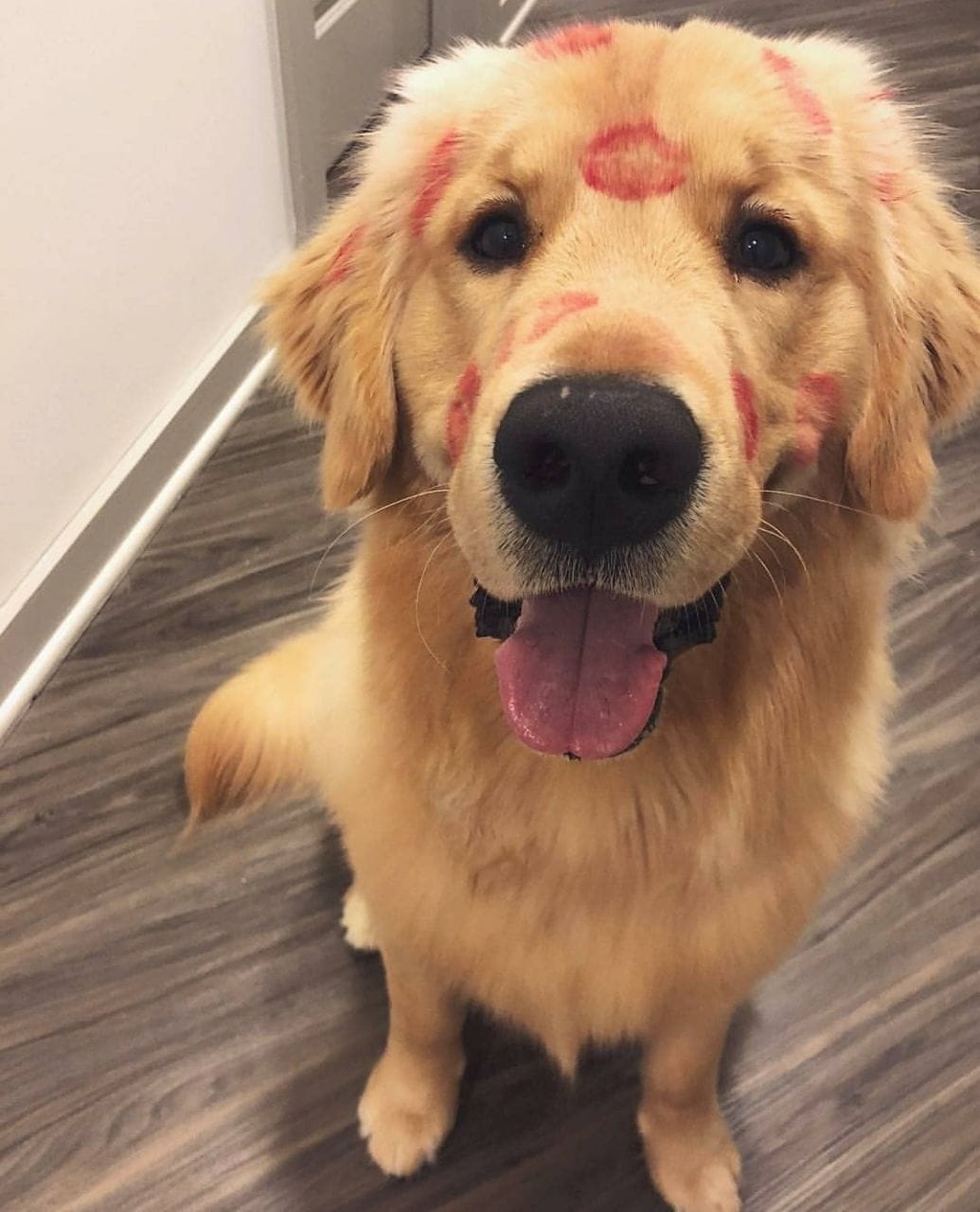 14 Hilarious Golden Retrievers That Will Brighten Your Day - Page 2 of ...